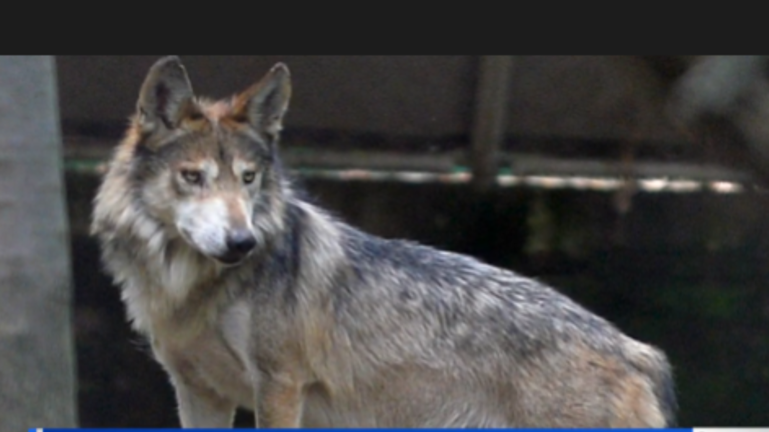 Organización quiere restaurar la población de lobos mexicanos - Austin ...