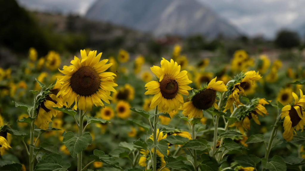 Campo de girasoles impulsa el turismo en el norte de México - Austin Latino