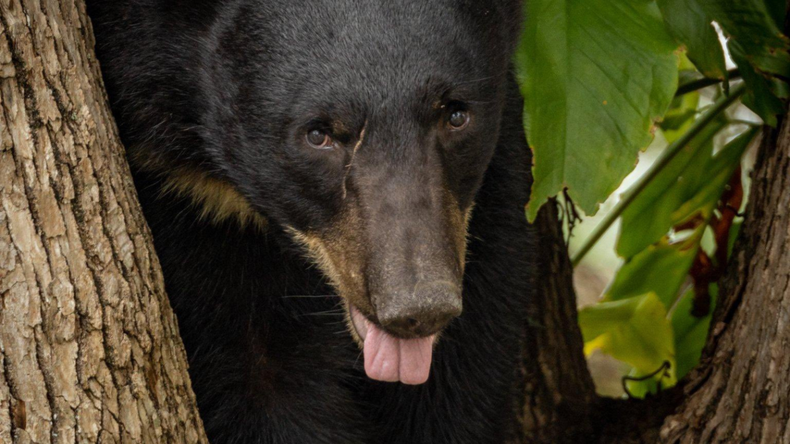 Presencia de oso negro causa cierre temporal de Magic Kingdom - Austin ...