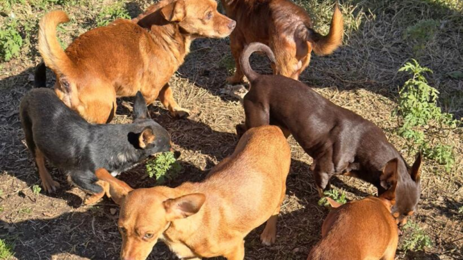 Tras la muerte de su dueño, 21 perritos buscan un nuevo hogar - Austin ...
