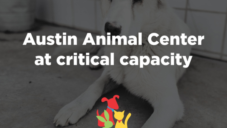 Austin Animal Center en punto de crisis debido a hacinamiento - Austin ...